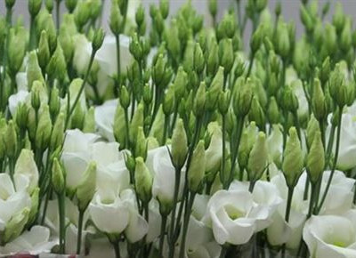 Купить оптом Eustoma En Piccolo White (Эустома эн Пикколо вайт) В65