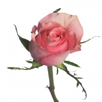 Купить оптом Rosa Ace Pink (Роза Айс Пинк) В40