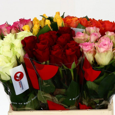 Купить оптом Rosa Kl Gem In Fust (Роза Кл Джем Ин Фуст) В35